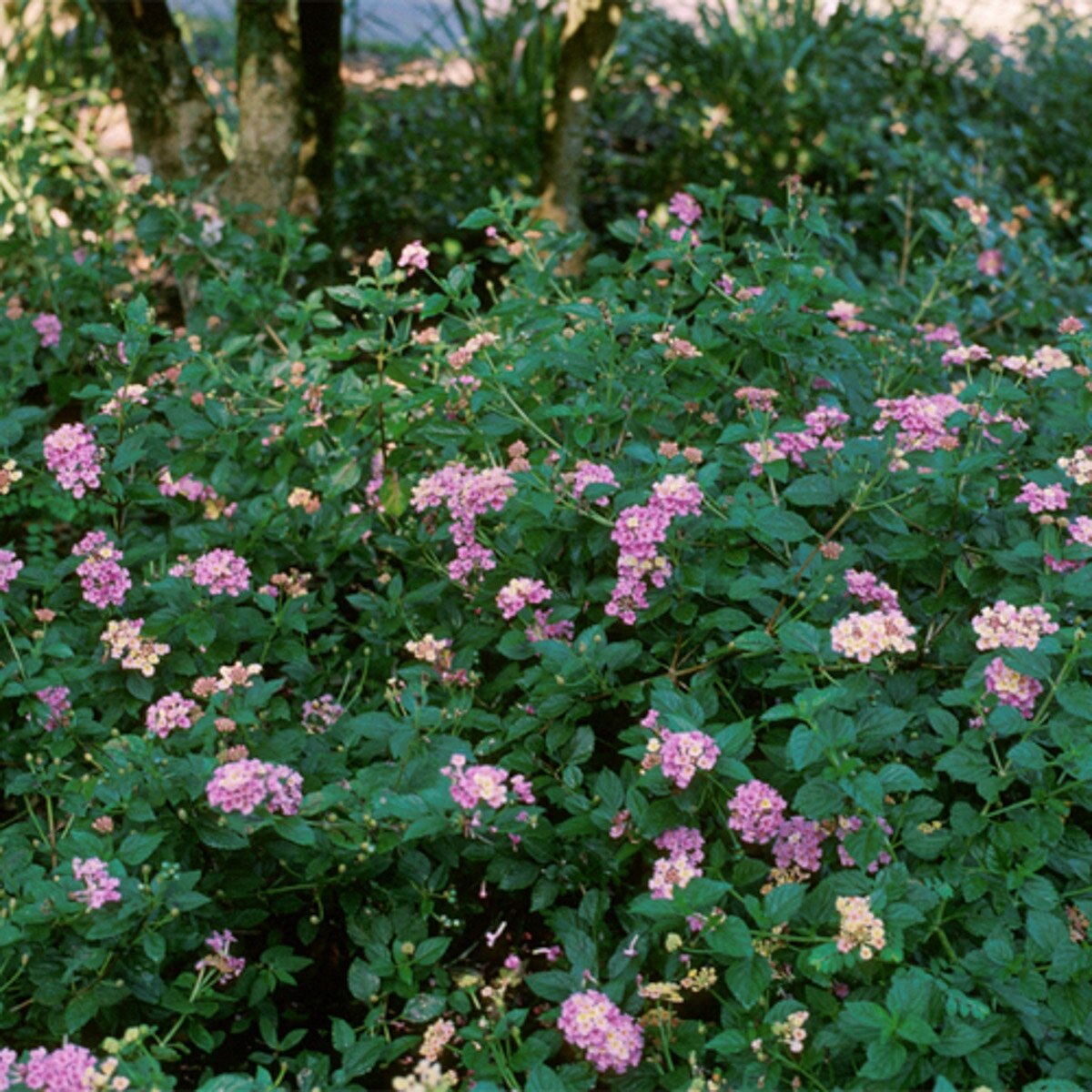 Lantana Camara Pink Caprice Lantana | SiteOne