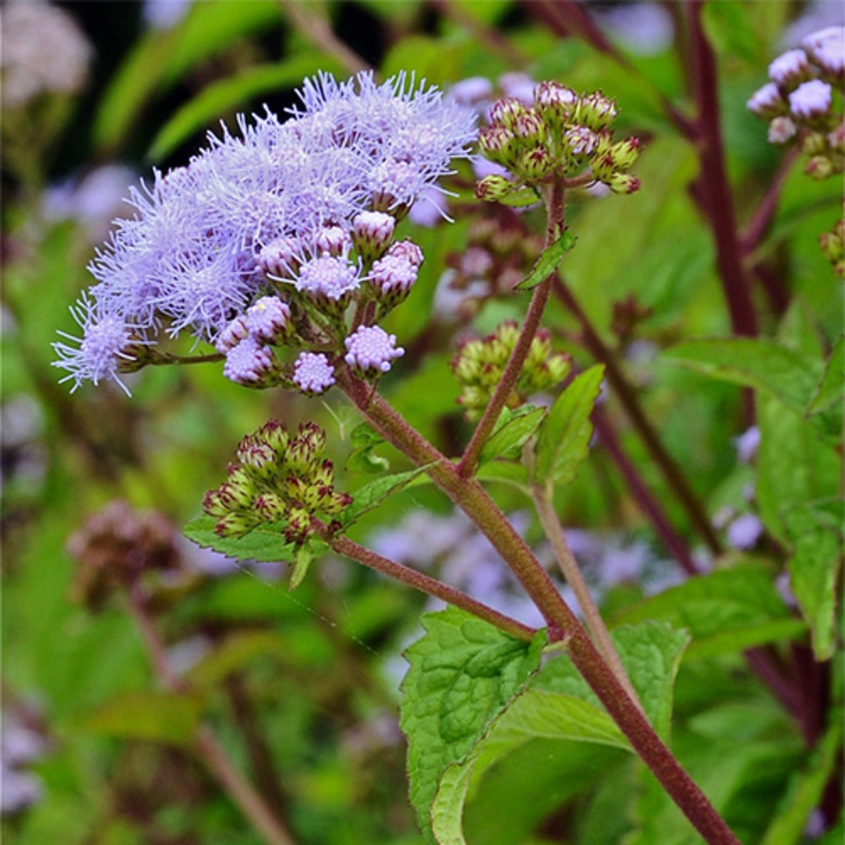 Conoclinium Coelestinum Blue Mistflower | SiteOne