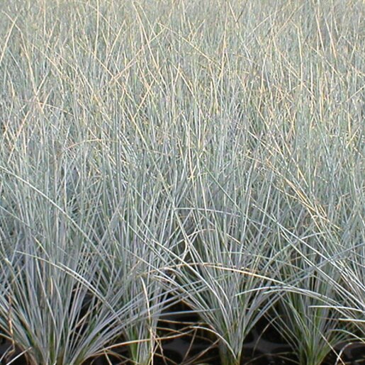 Festuca Glauca Boulder Blue Blue Fescue | SiteOne