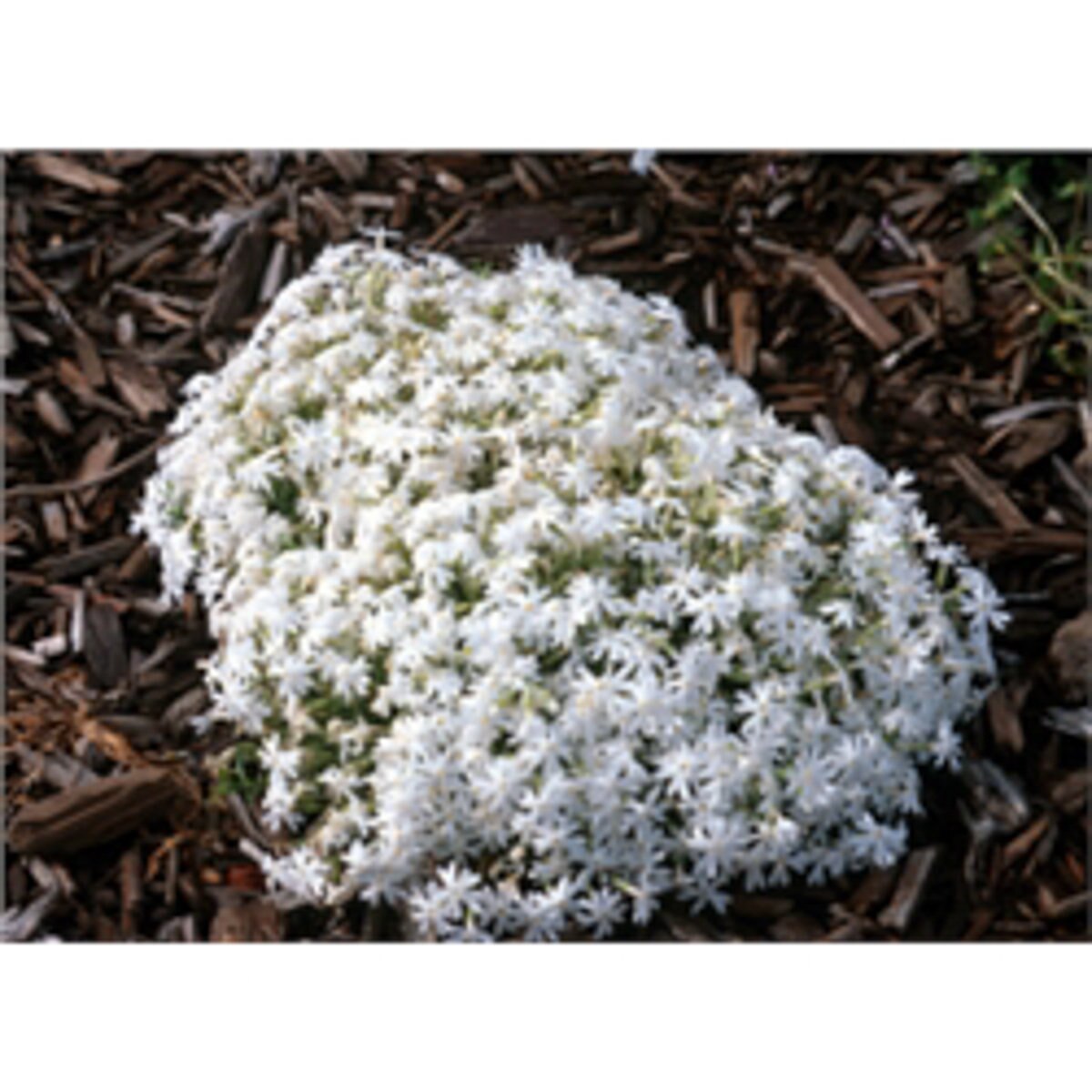 Phlox Subulata Snowflake Creeping Phlox | SiteOne