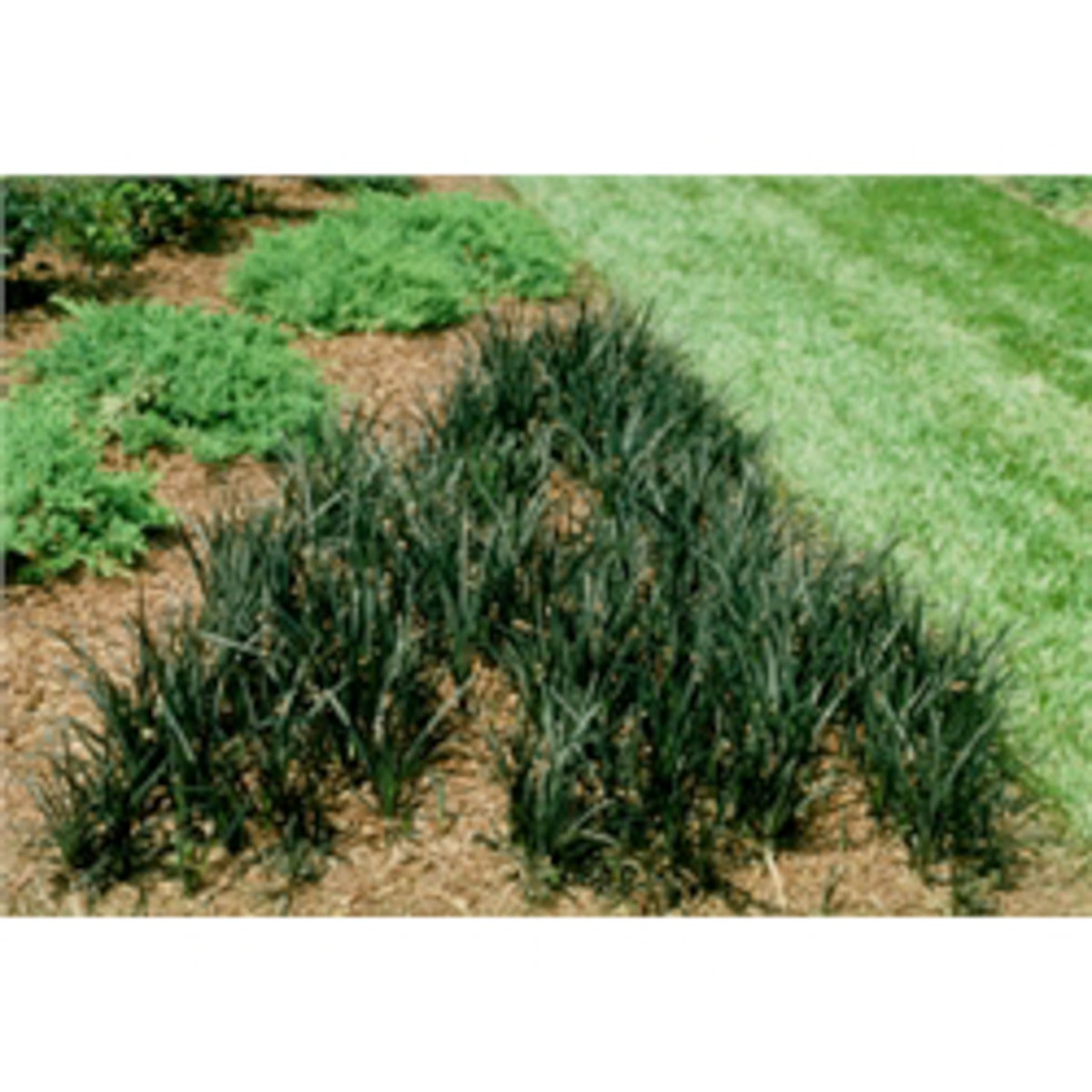 Ophiopogon Planiscapus Arabicus Black Mondo Grass | SiteOne