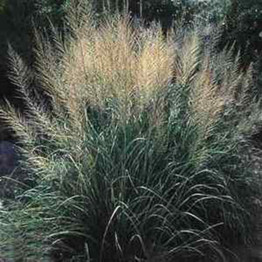 Sporobolus Wrightii Giant Sacaton | SiteOne