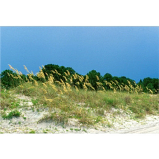 Uniola Paniculata Sea Oats | SiteOne