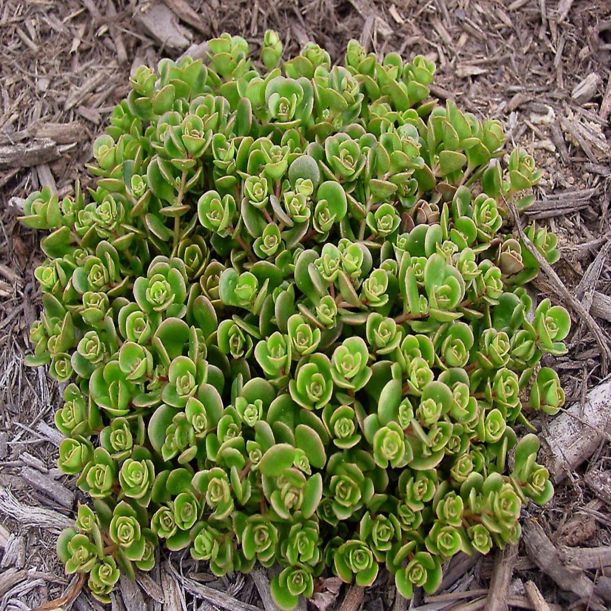 Sedum Tetratinum Chinese Sedum | SiteOne