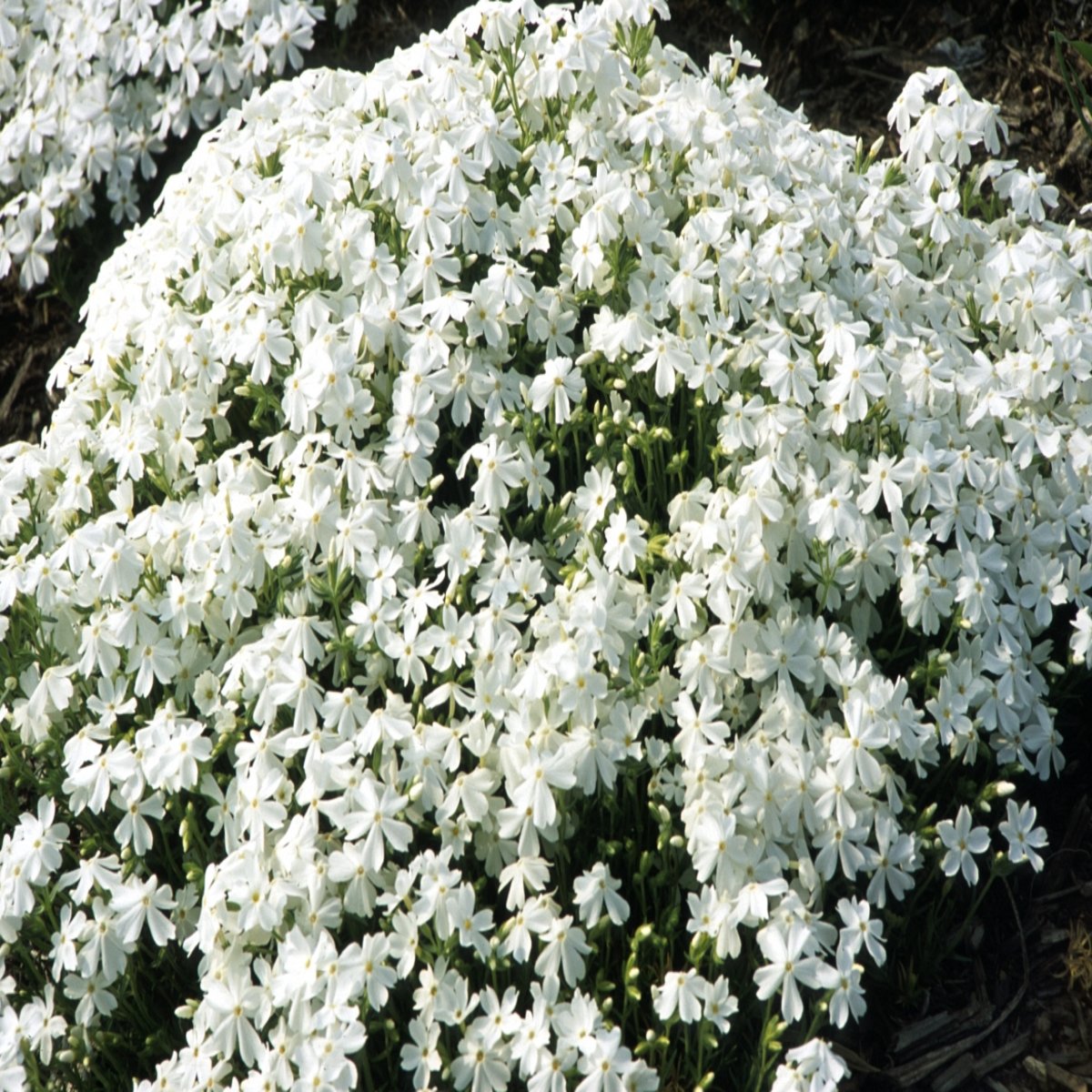 Phlox Subulata Cotton Candy Creeping Phlox | SiteOne