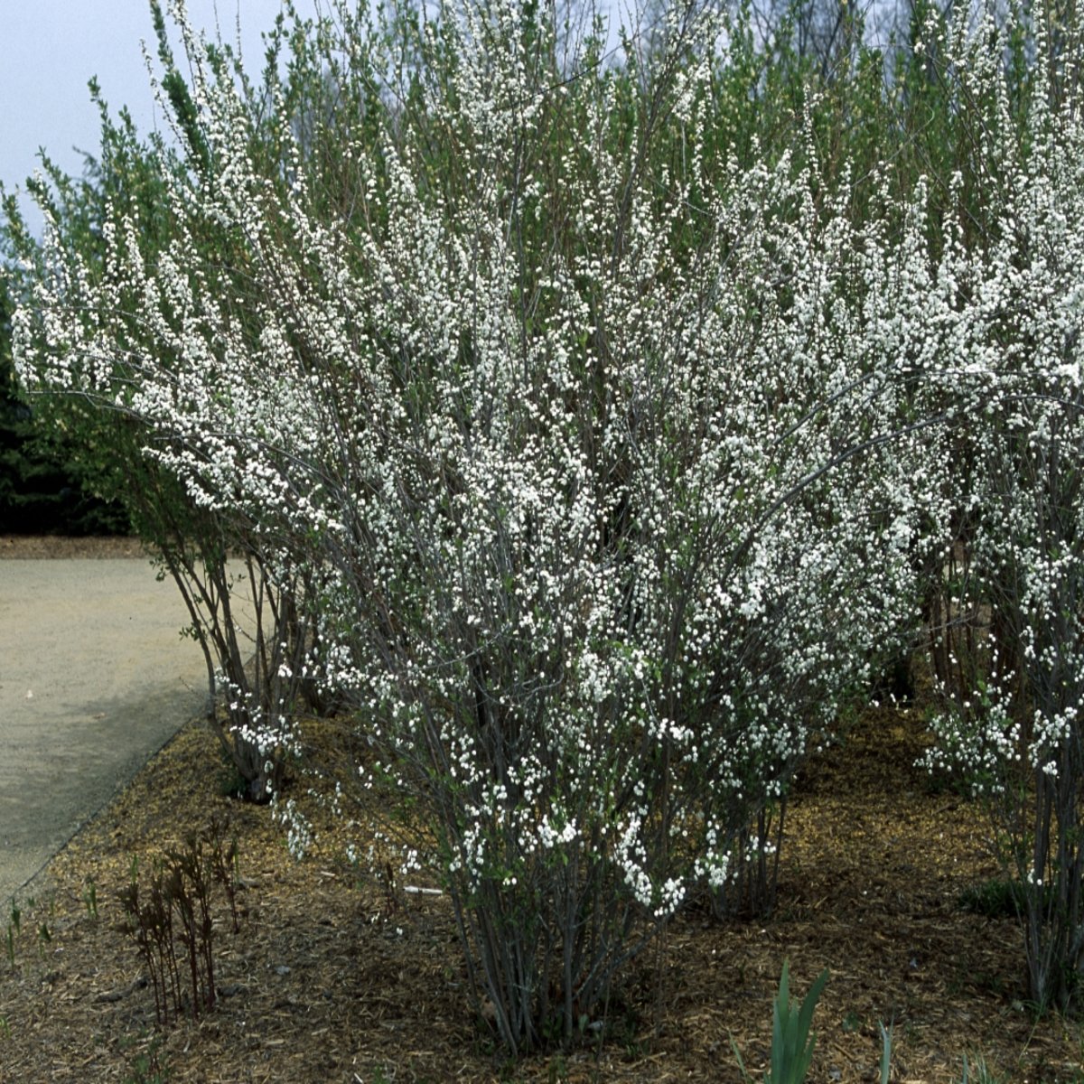 Spiraea Prunifolia Plena Bridal Wreath Spiraea | SiteOne