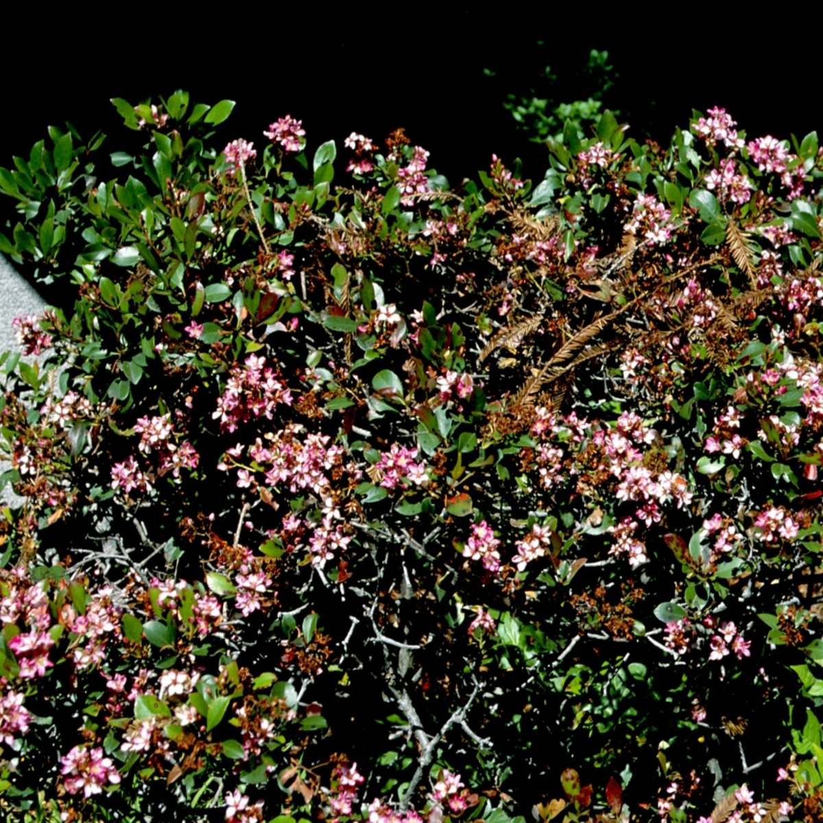 Rhaphiolepis Indica Clara Indian Hawthorn | SiteOne