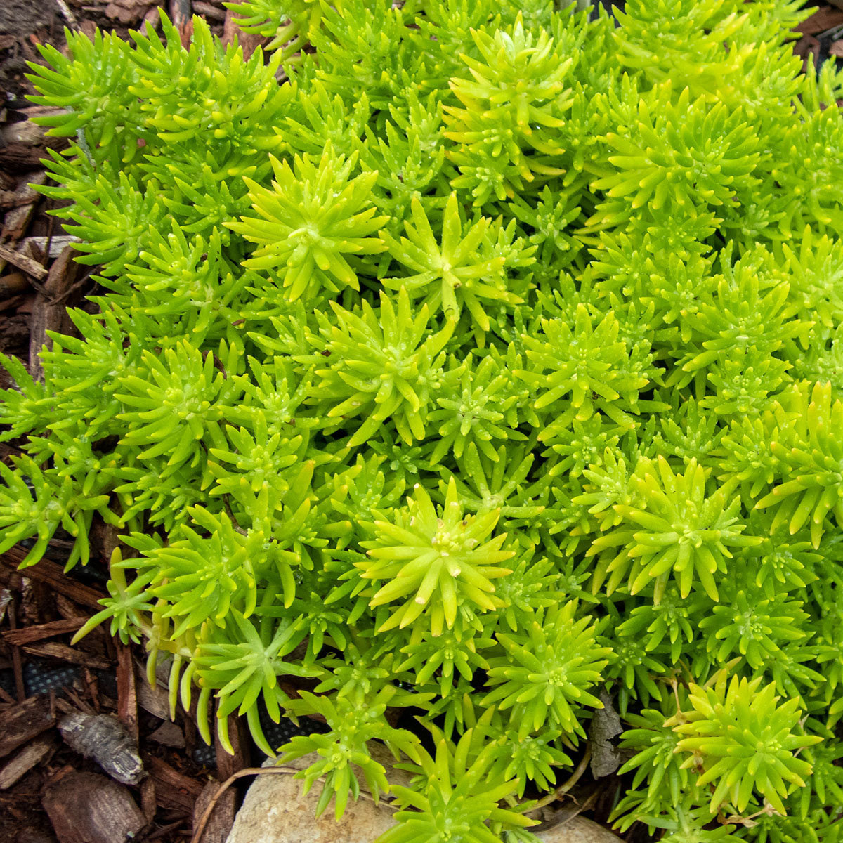 Sedum Rupestre Lemon Ball Stonecrop | SiteOne