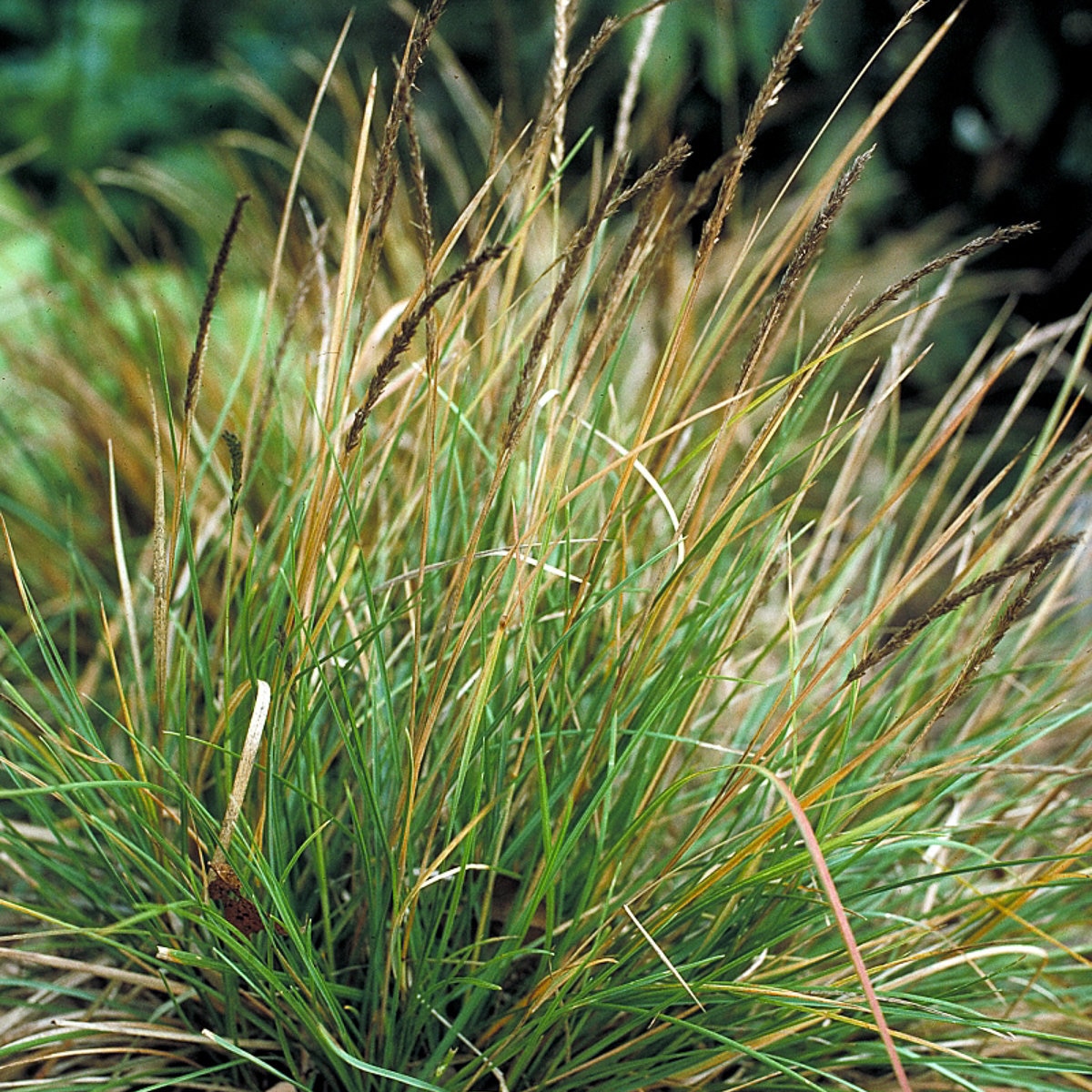 Sesleria Autumnalis Autumn Moor Grass | SiteOne