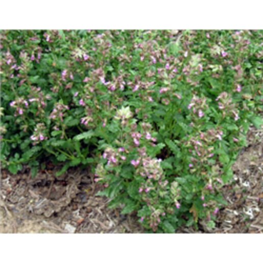 Teucrium Chamaedrys 'Prostratum' Wall Germander | SiteOne