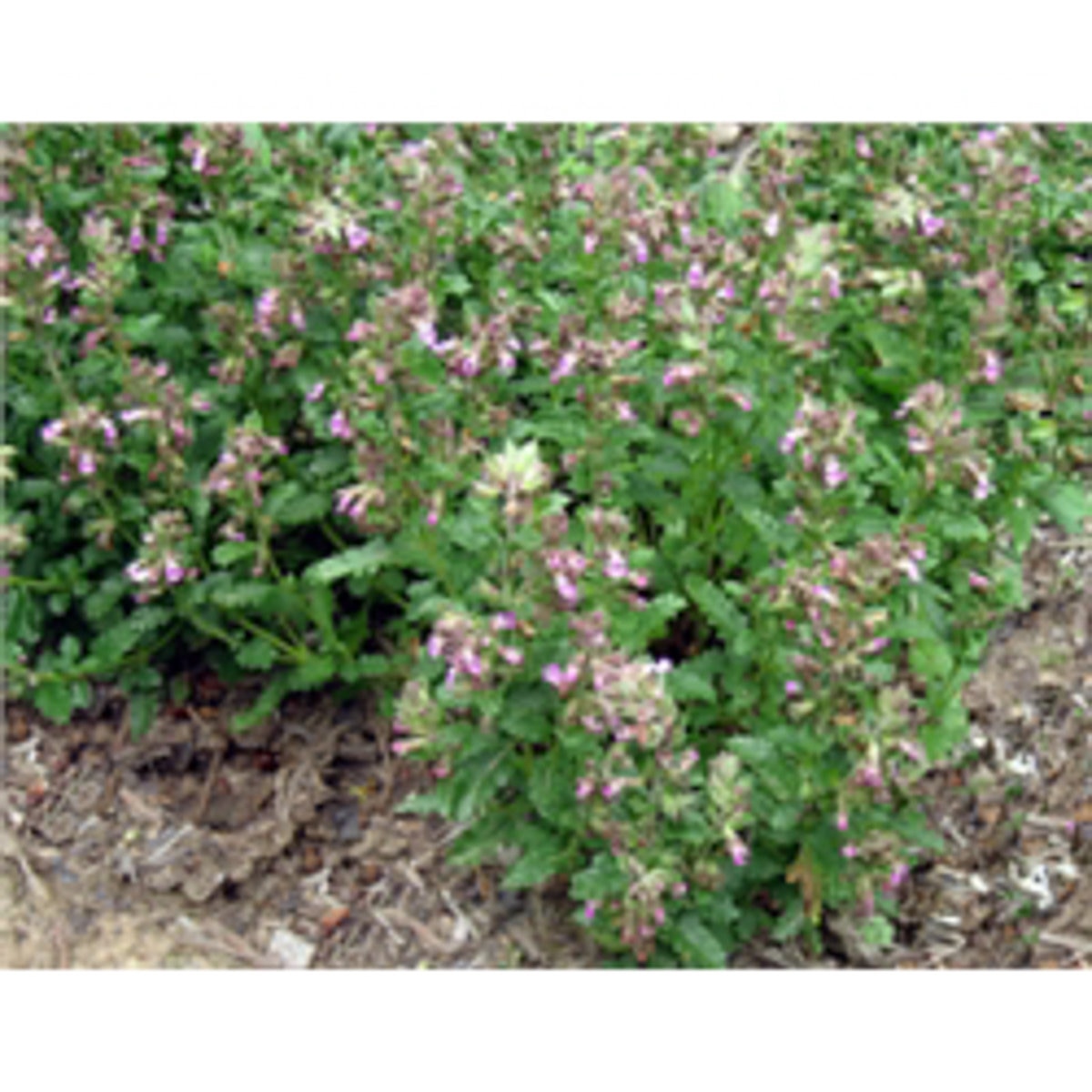Teucrium Chamaedrys 'Prostratum' Wall Germander | SiteOne