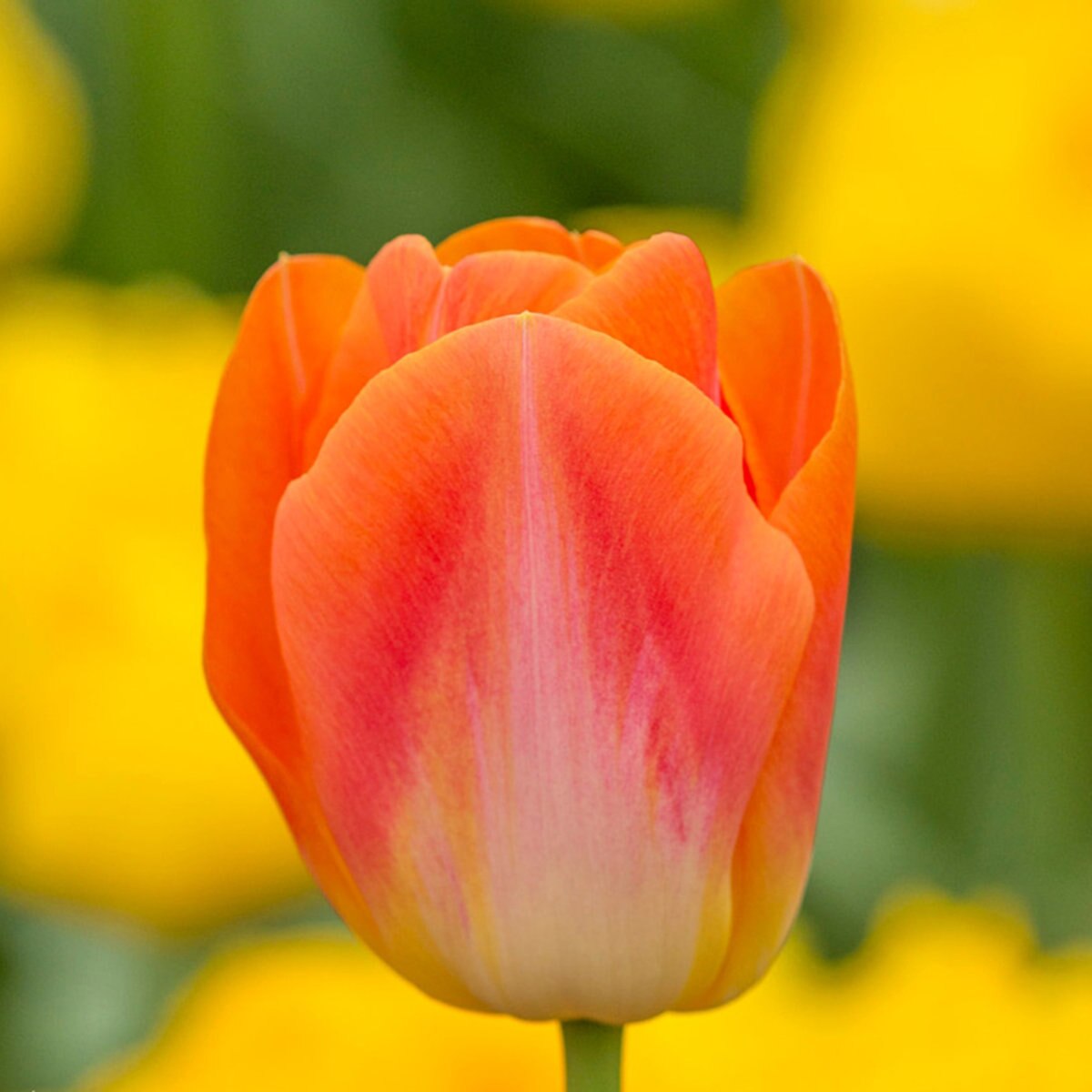 Tulipa Bulb Triumph Sunrise Dynasty Tulip | SiteOne
