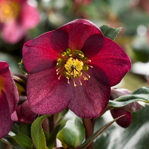 Helleborus X Brandywine Hybrids Lenten Rose | SiteOne