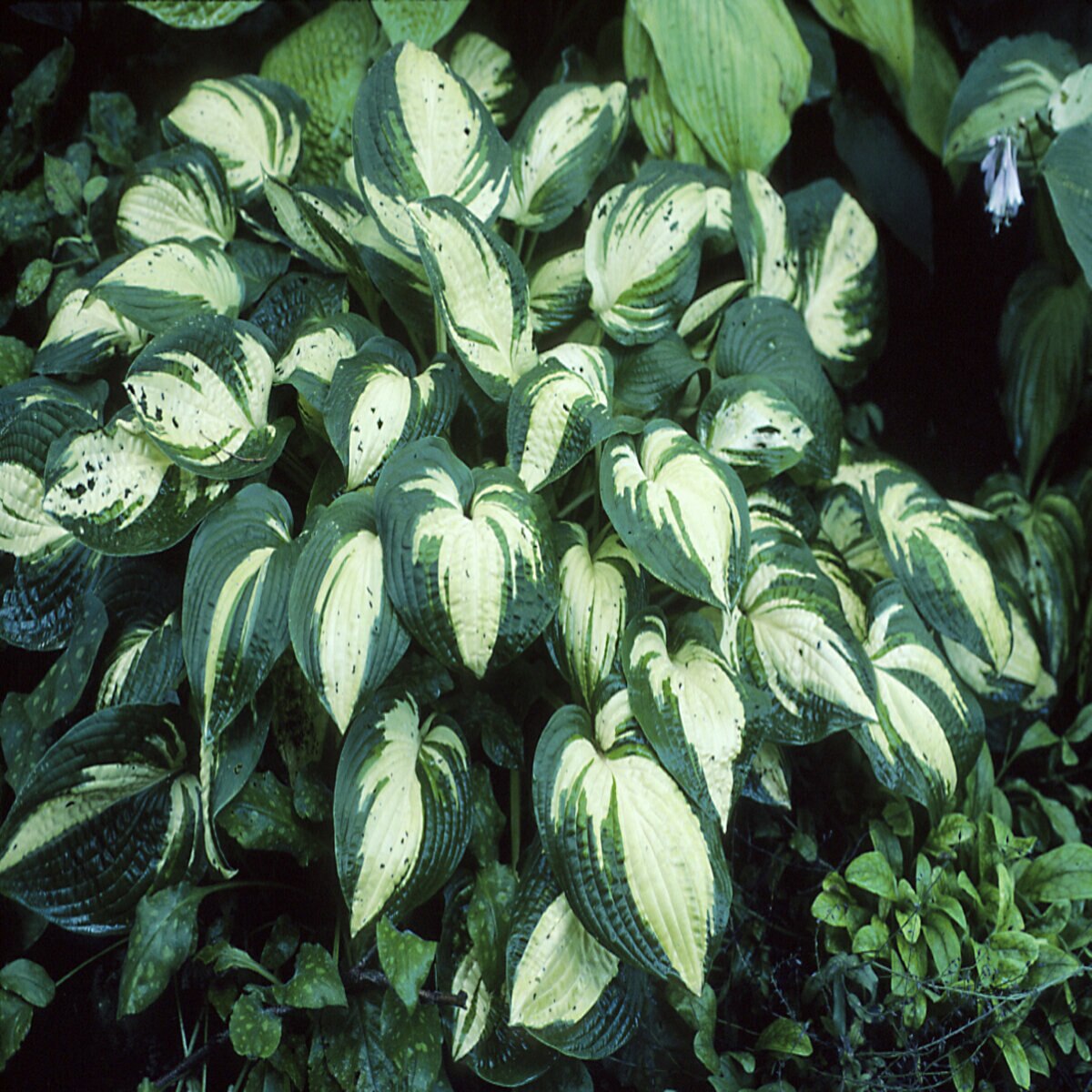 Hosta Reversed Patriot Plantain Lily | SiteOne