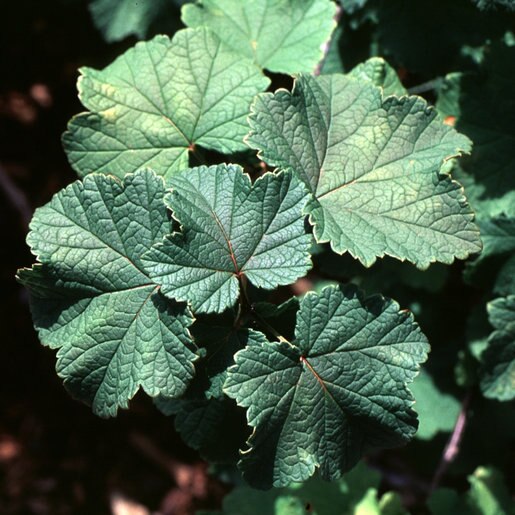 Ribes Rubrum Red Lake Red Currant | SiteOne