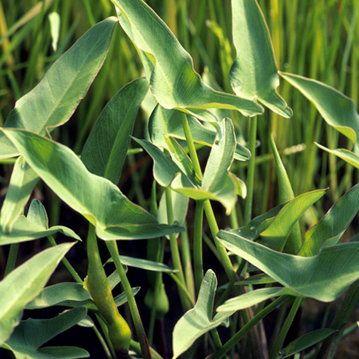 Peltandra Virginica Green Arrow Arum | SiteOne