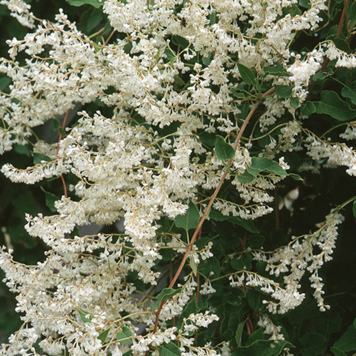 Polygonum Aubertii Silver Lace Vine | SiteOne