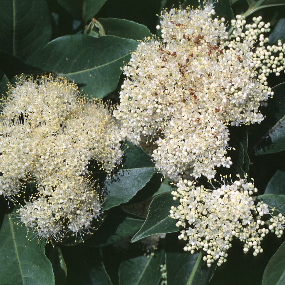 Viburnum Cassinoides Witherrod Viburnum | SiteOne