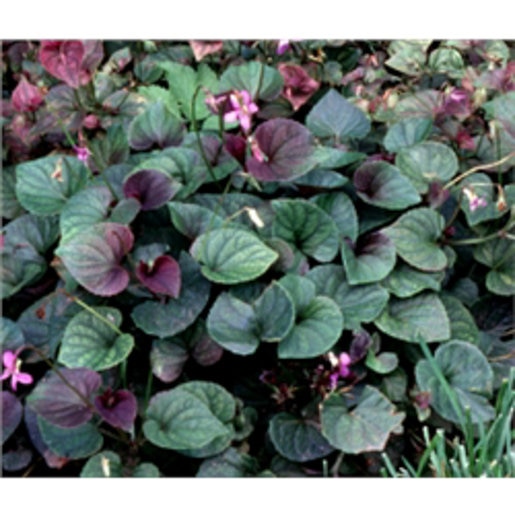 Viola Labradorica Labrador Violet | SiteOne