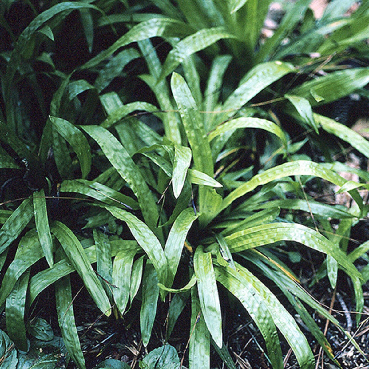 Carex Plantaginea Plantainleaf Sedge | SiteOne