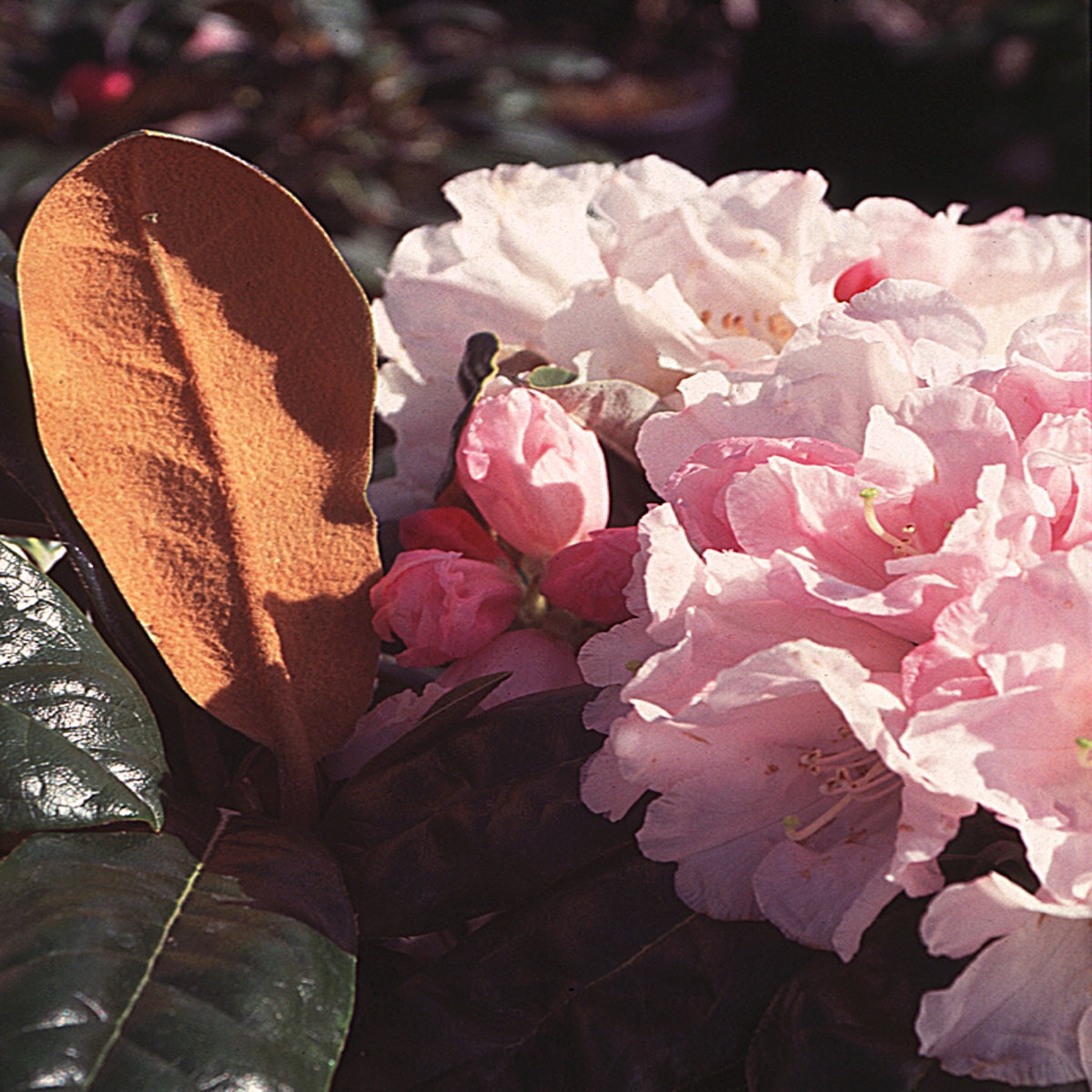 Rhododendron Yakushimanum Teddy Bear Rhododendron | SiteOne