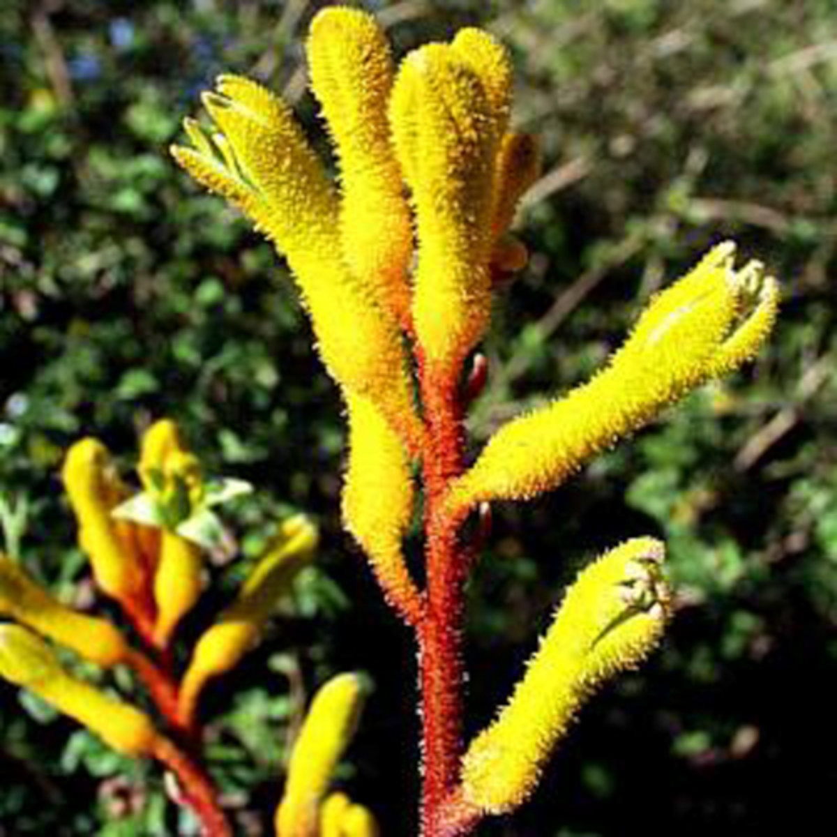 Anigozanthos X Yellow Gem Kangaroo Paws | SiteOne