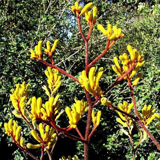 Anigozanthos X Yellow Gem Kangaroo Paws | SiteOne