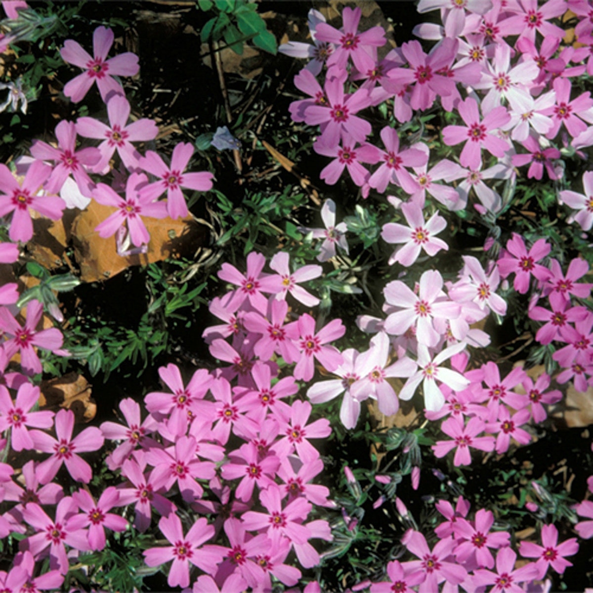 Phlox Subulata Creeping Phlox | SiteOne