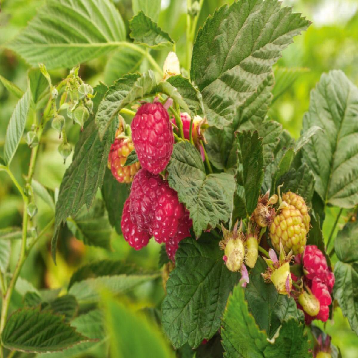 Rubus Idaeus var. strigosus Willamette Raspberry | SiteOne