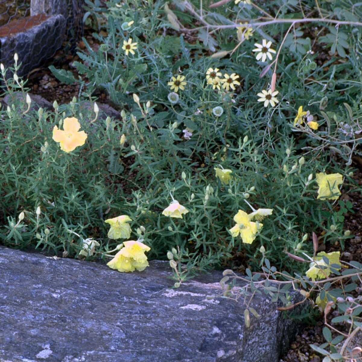 Calylophus Hartwegii Hartwegs Sundrops | SiteOne
