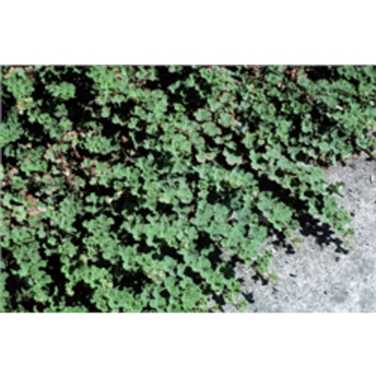 Rubus Pentalobus Creeping Raspberry | SiteOne