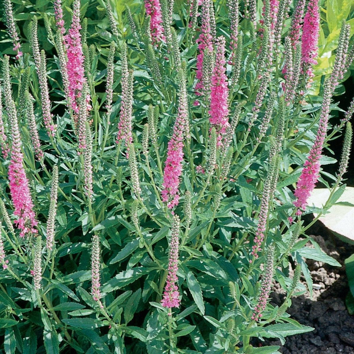 Veronica Spicata Red Fox Speedwell | SiteOne