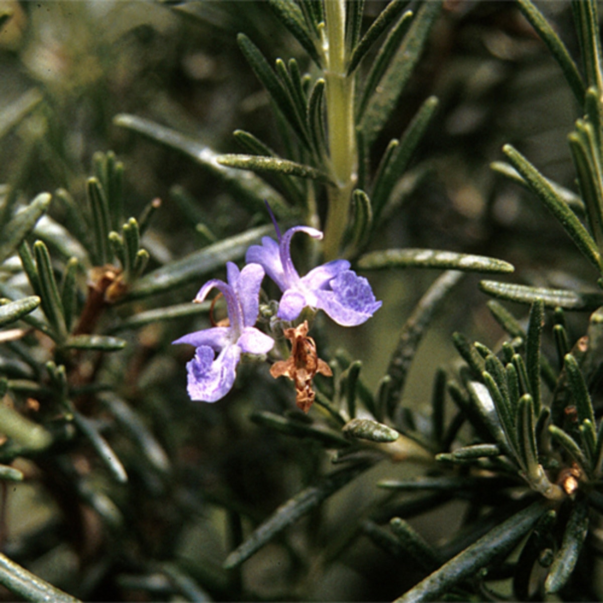 Rosmarinus Officinalis Ken Taylor Rosemary | SiteOne