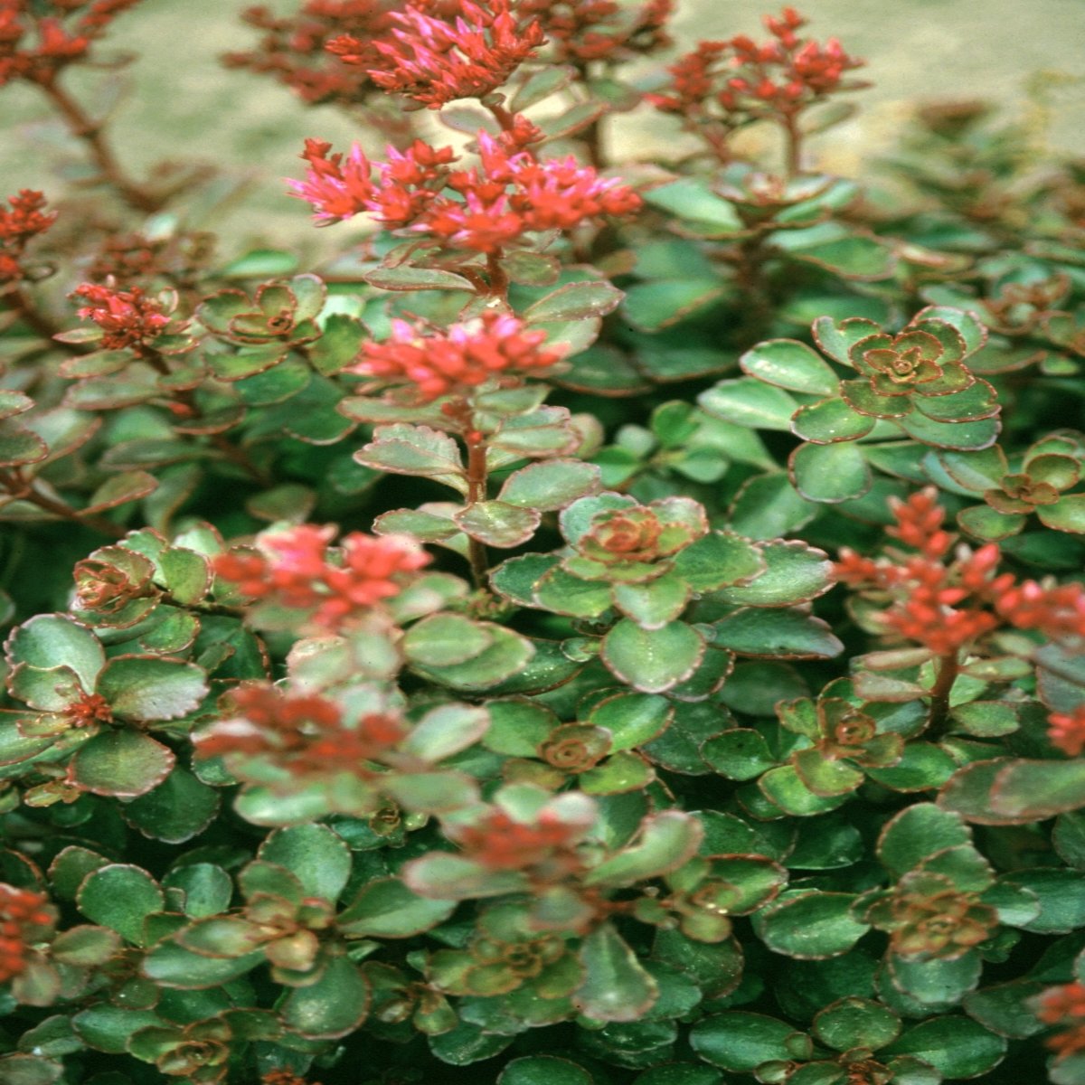 Sedum Spurium Fuldaglut Fireglow Stonecrop | SiteOne