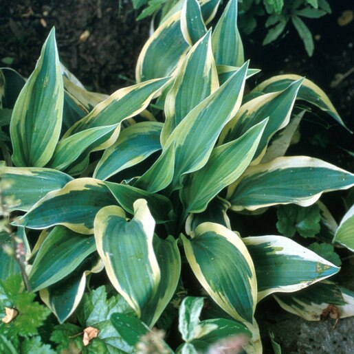 Hosta Wolverine Plantain Lily | SiteOne