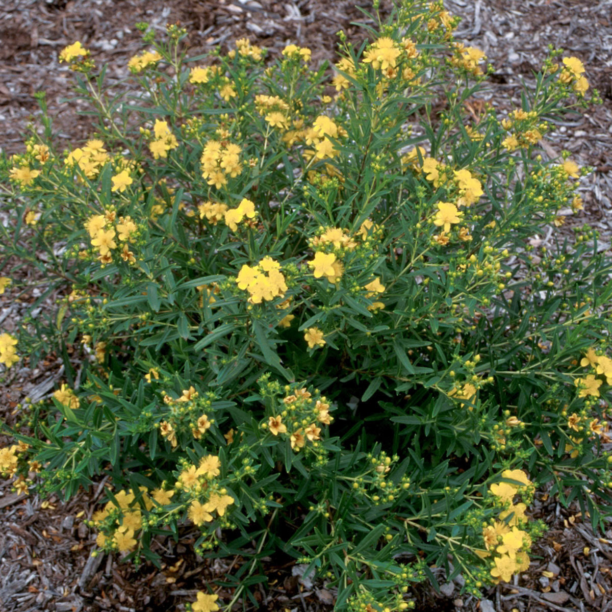 Hypericum Kalmianum Gemo St. Johns Wort | SiteOne