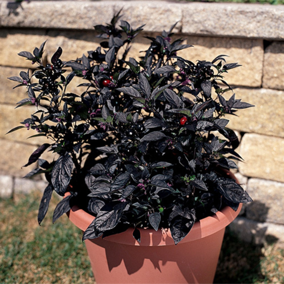 Capsicum Annuum Black Pearl Peppers | SiteOne