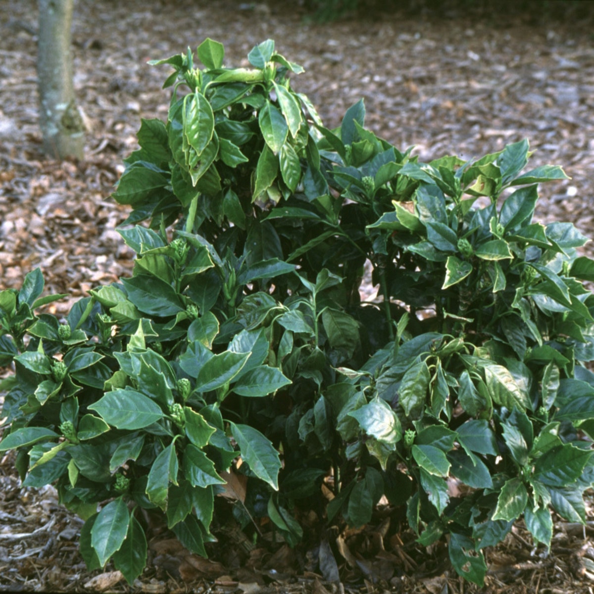 Aucuba Japonica Rozannie Spotted Laurel | SiteOne