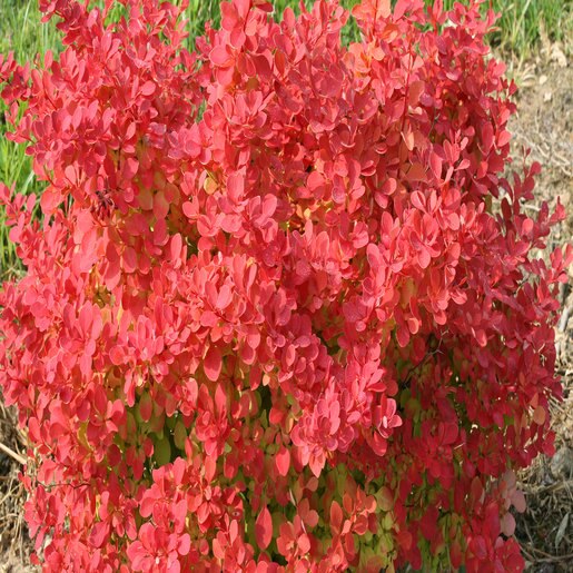 Berberis Thunbergii Sunjoy Neo Barberry | SiteOne