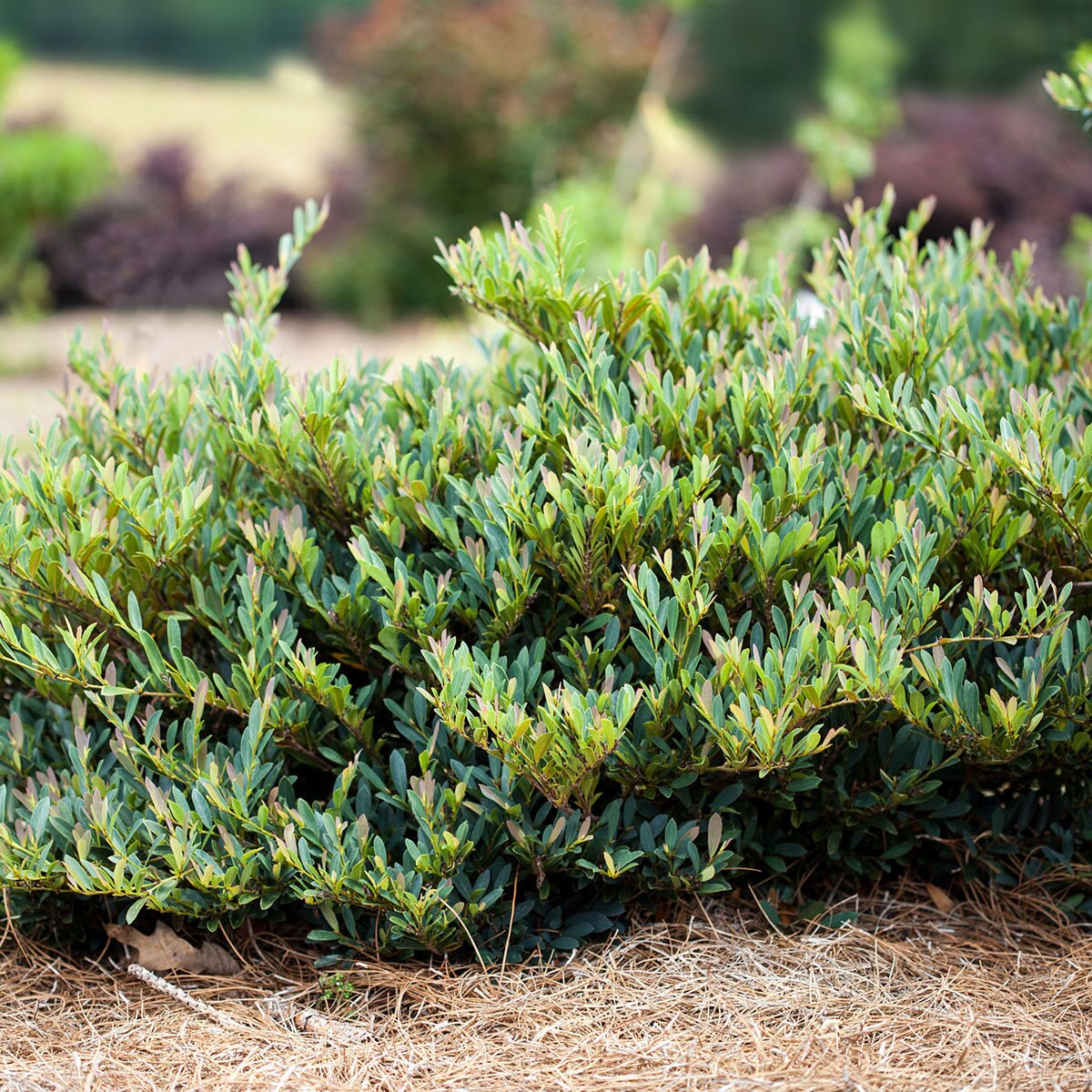 Distylium Cinnamon Girl Distylium | SiteOne