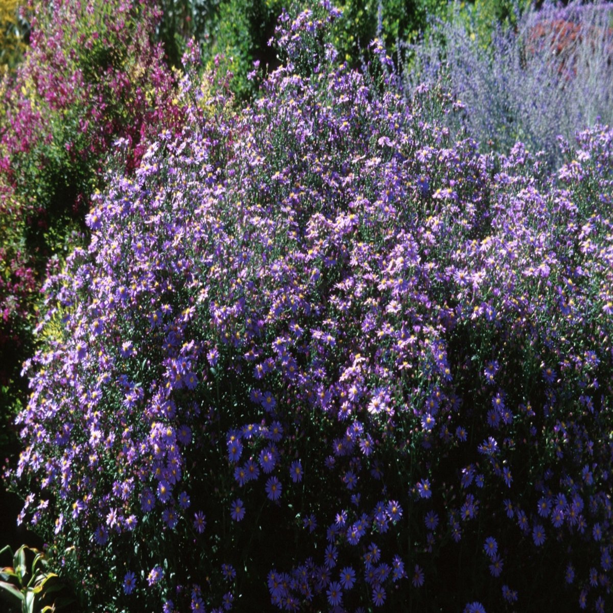 Aster Laevis Bluebird Aster | SiteOne