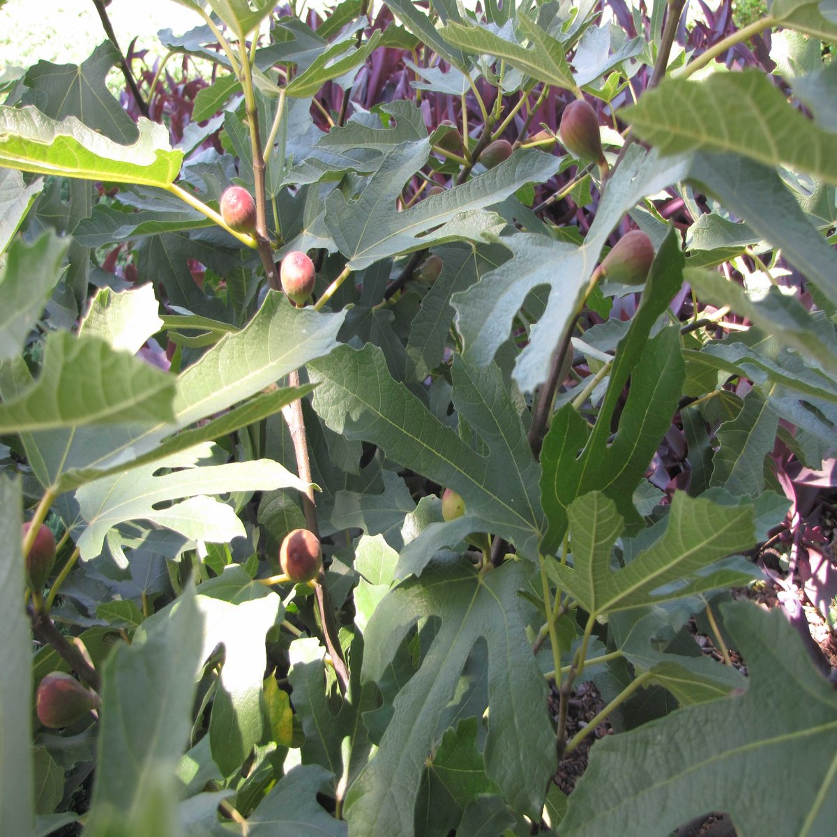Ficus Carica Little Miss Figgy Fig | SiteOne