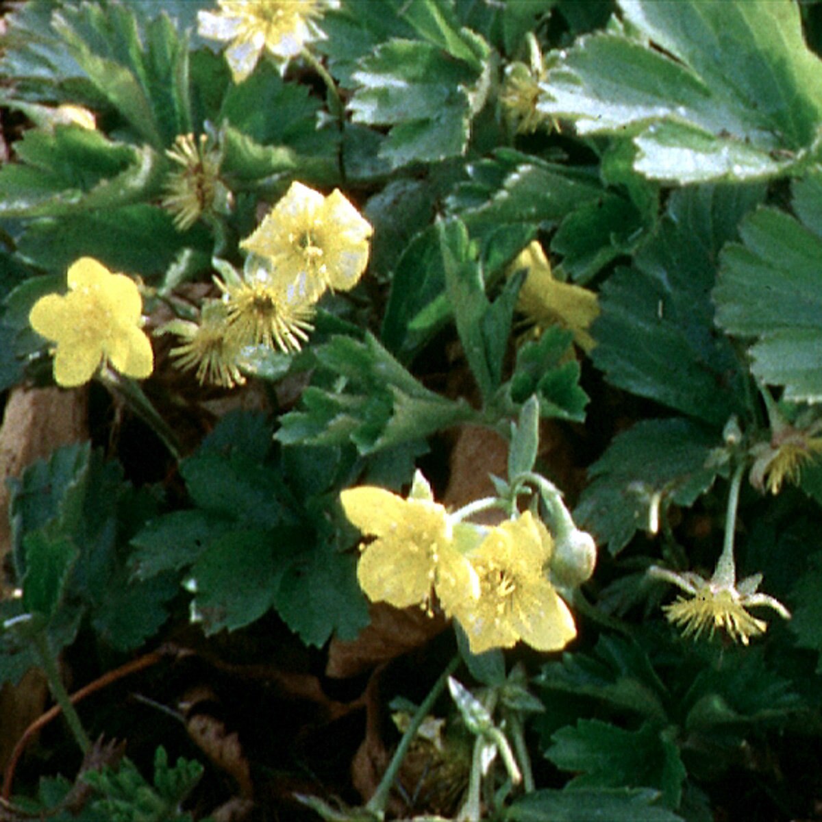 Waldsteinia Ternata Barren Strawberry | SiteOne