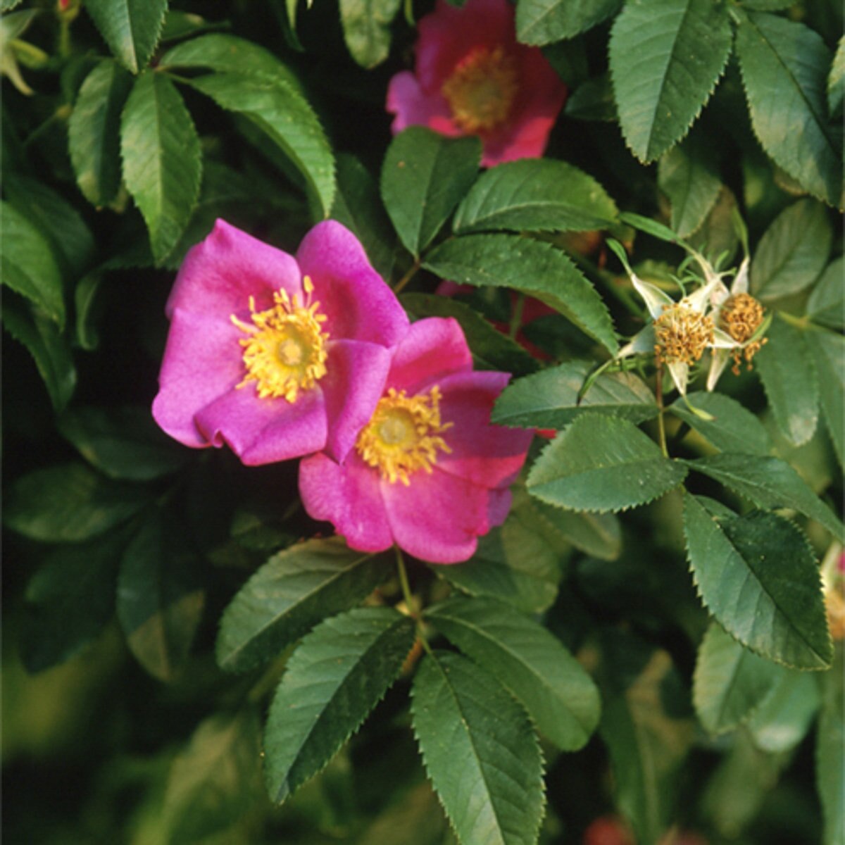 Rosa Carolina Pasture Rose | SiteOne