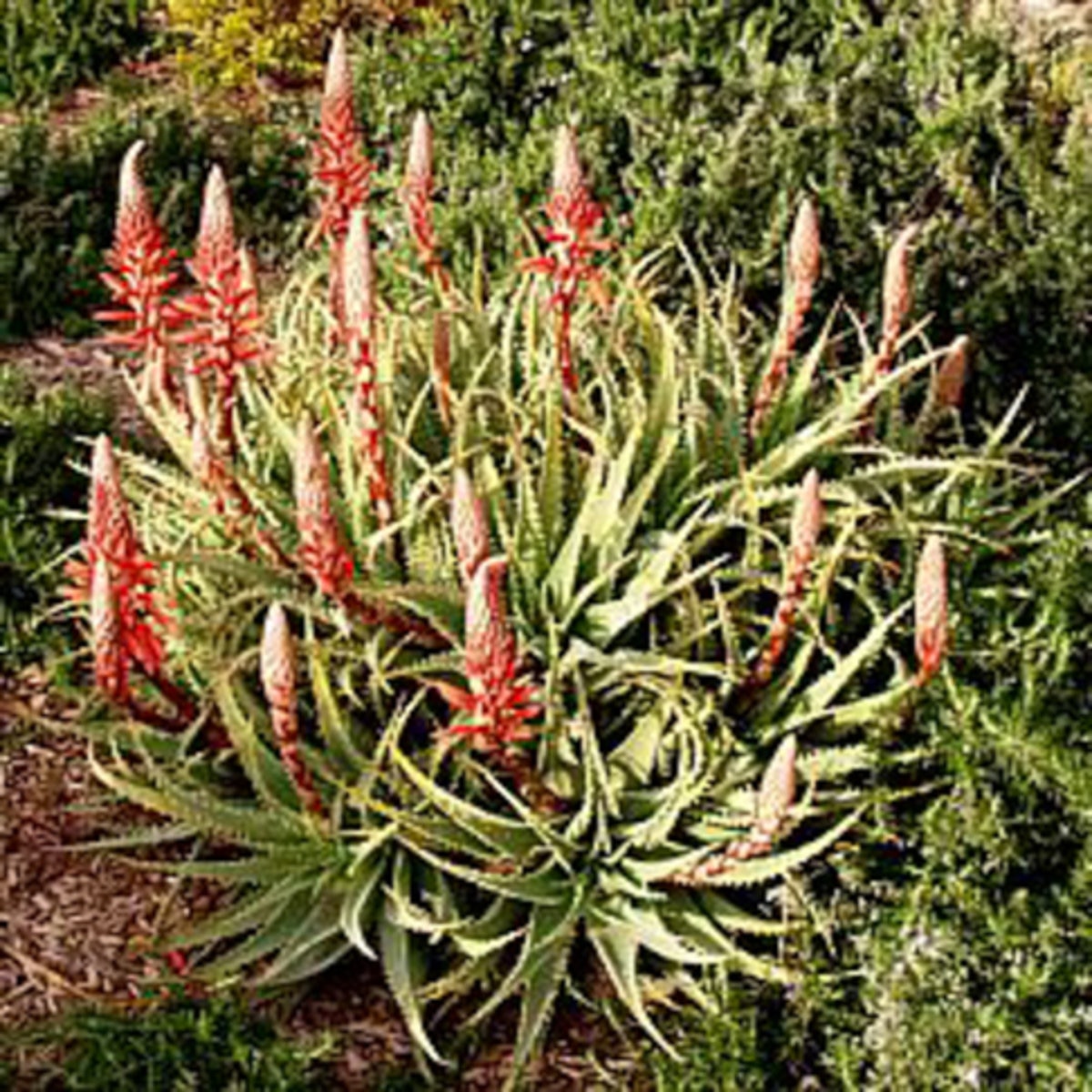 Aloe Spinosissima Spider Aloe | SiteOne