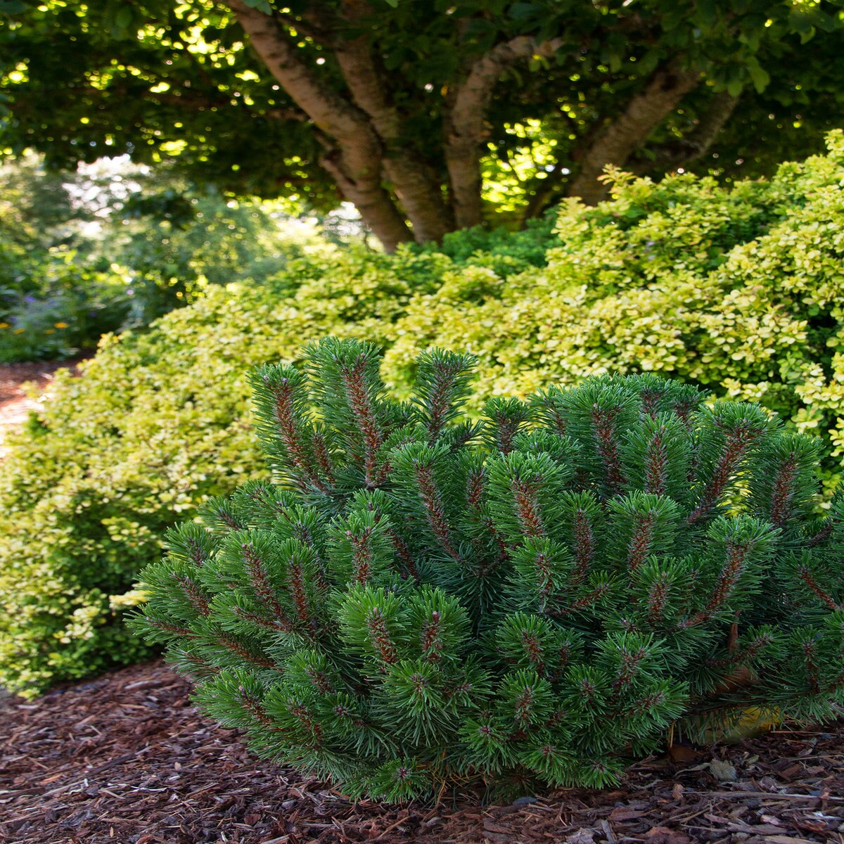 Pinus Mugo Slowmound Dwarf Mountain Pine | SiteOne