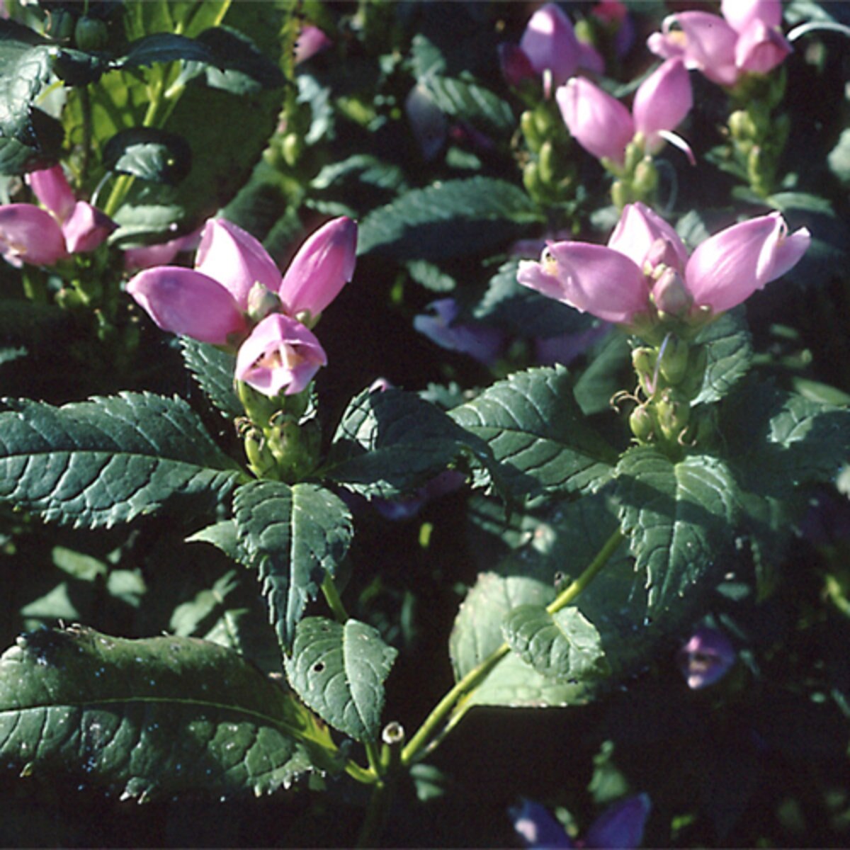 Chelone Glabra White Turtlehead | SiteOne