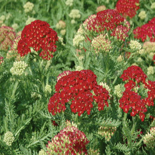 Achillea Millefolium Tutti Frutti Pomegranate Yarrow | SiteOne