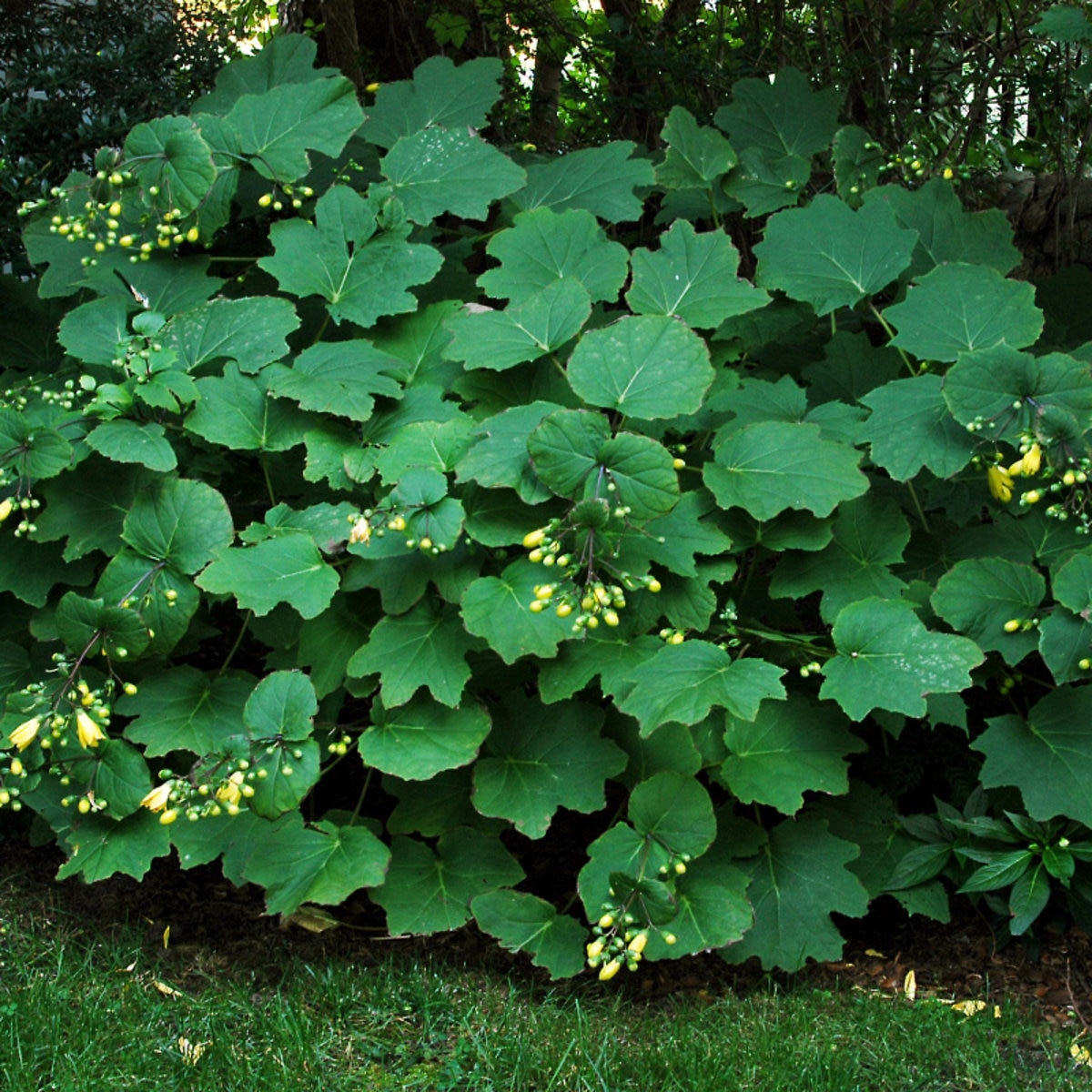 Kirengeshoma Palmata Yellow Wax Bells | SiteOne