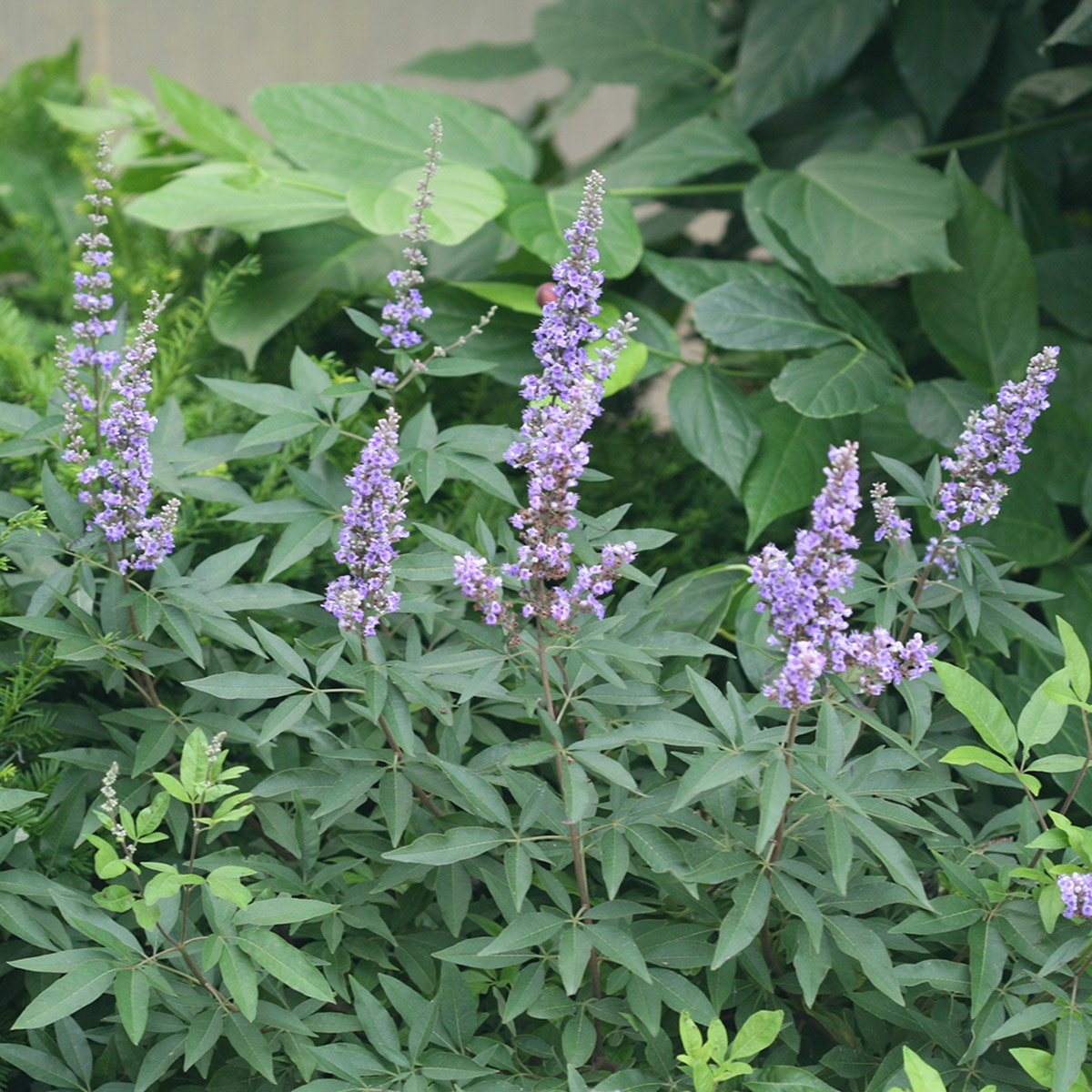 Vitex Angus-Castus Blue Diddley Chastetree | SiteOne